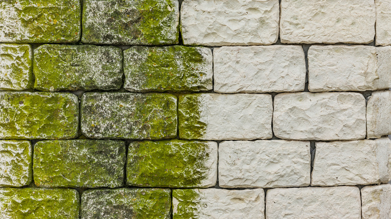 Say Goodbye To Green Algae On Cement Or Concrete With One Safe And Easy Fix