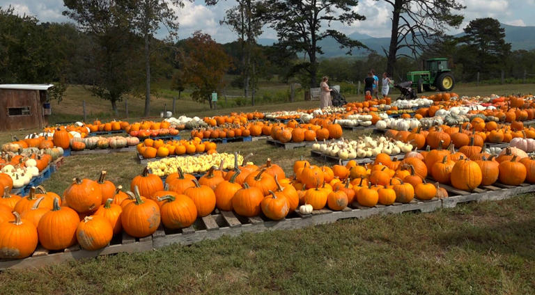 Layman Family Farms pumpkin patch opens for fall season in Bedford