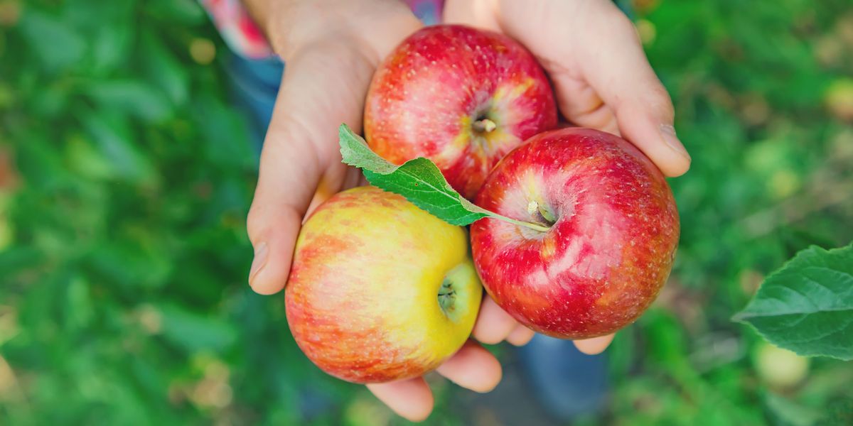 I Ate an Apple Every Day for a Week and Here’s What Happened