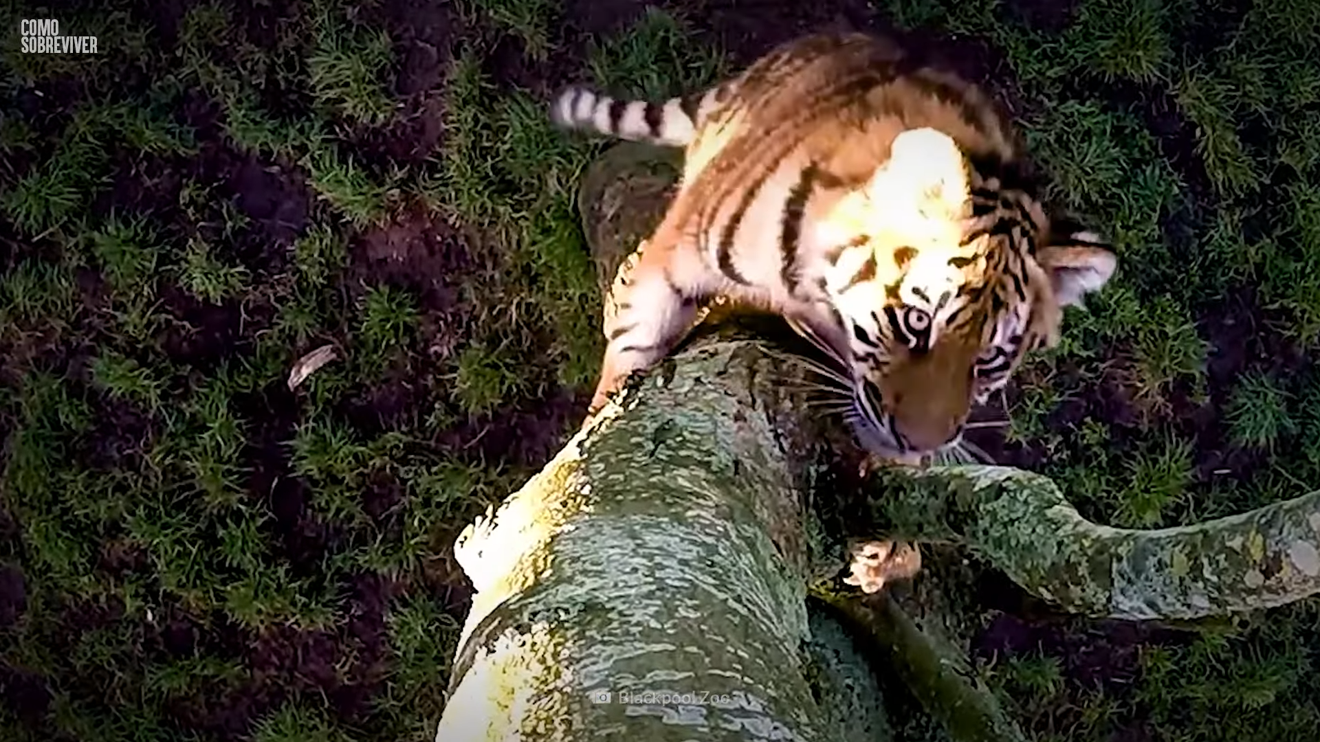 Os gatos selvagens mais mortais (lista de níveis)