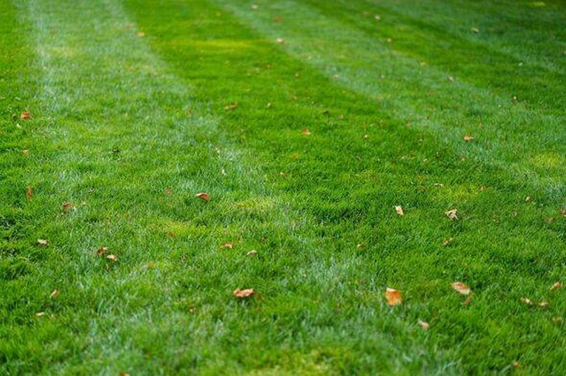 You need eyes of a hawk to spot hidden tortoise among the grass in 10 ...