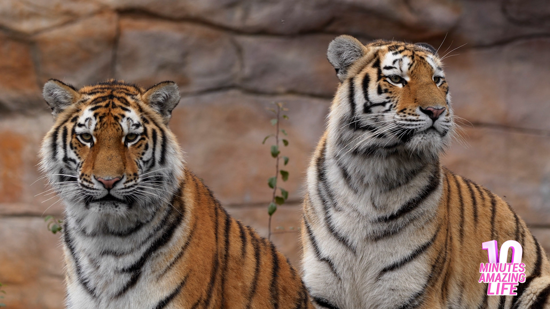 Siberian Tigers Together