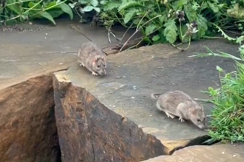 Nottingham City Council breaks silence over fears of rat 'population ...