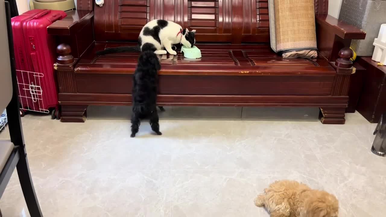 Puppy cries while failing to jump on wooden sofa in Zhejiang China