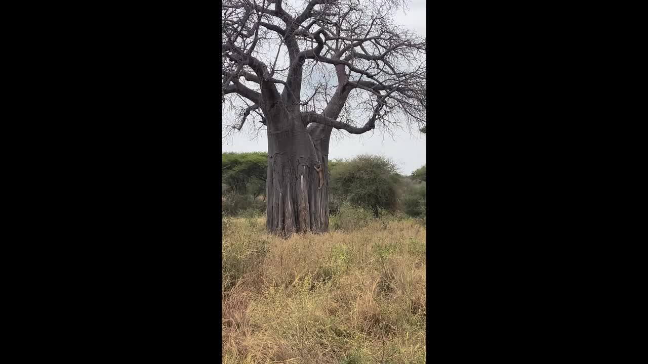 Majestic leopard climbs and rests atop Baobab tree in Tarangire ...