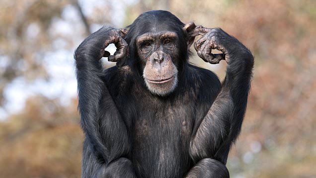 Curious chimps react to man's prosthetic leg