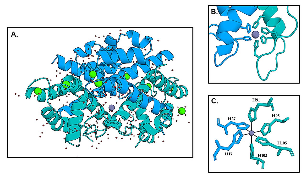 First zinc-bound structures show how calprotectin starves bacteria of ...