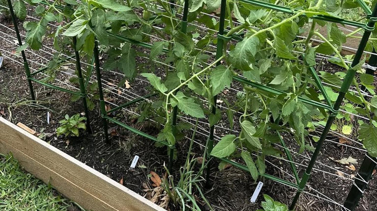 12 Garden Trellis Structures That'll Upgrade Your Gardening Game