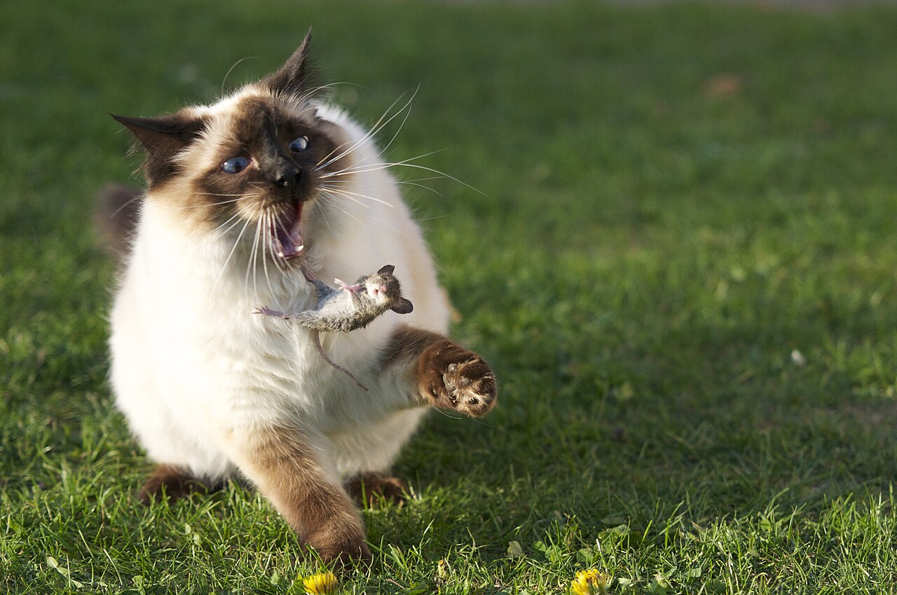 These gentle cat breeds are perfect for homes with small children