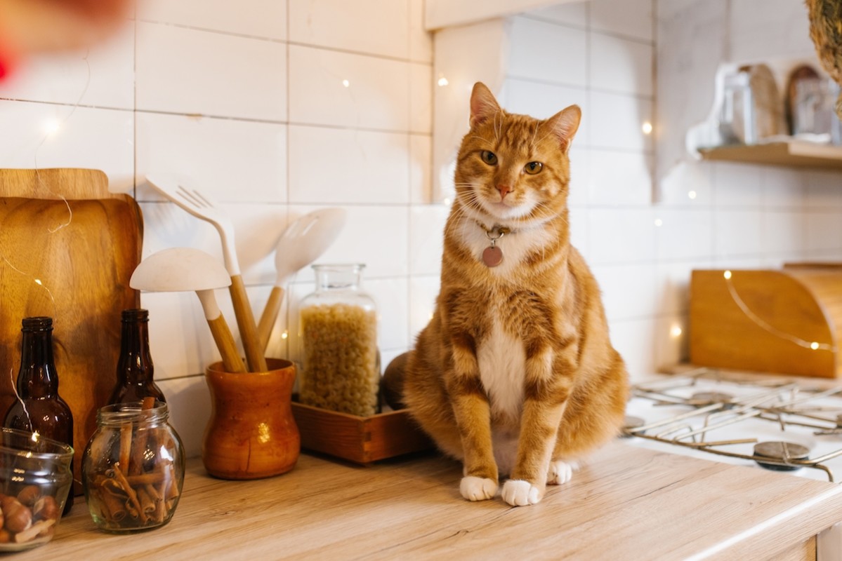 Orange Cat Snatching Eggs From the Counter and Breaking Them Is Peak ...