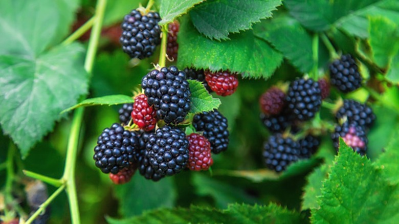 Are Blackberries A Good Choice To Grow In Containers?