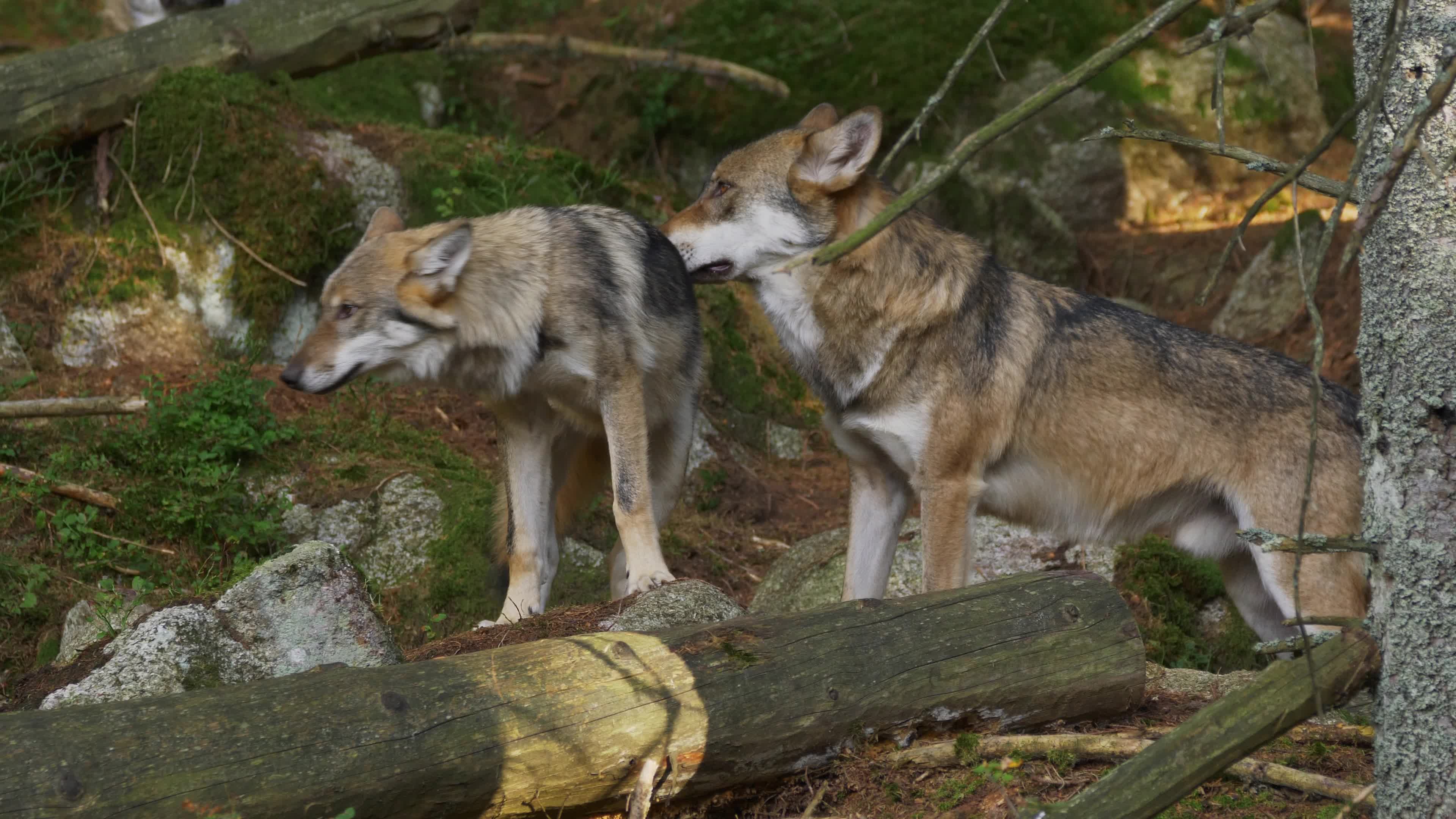 Gray Wolf – Habitat and Forests in the Czech Republic