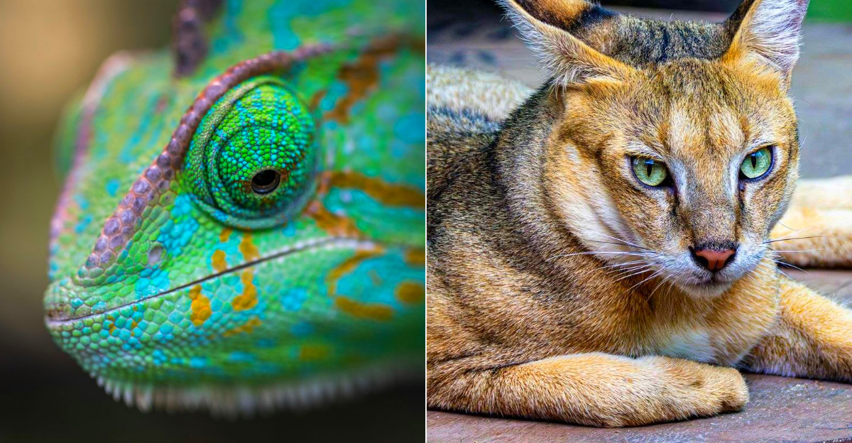 12 Things That Happen To Exotic Pets That Outlive Their Owners