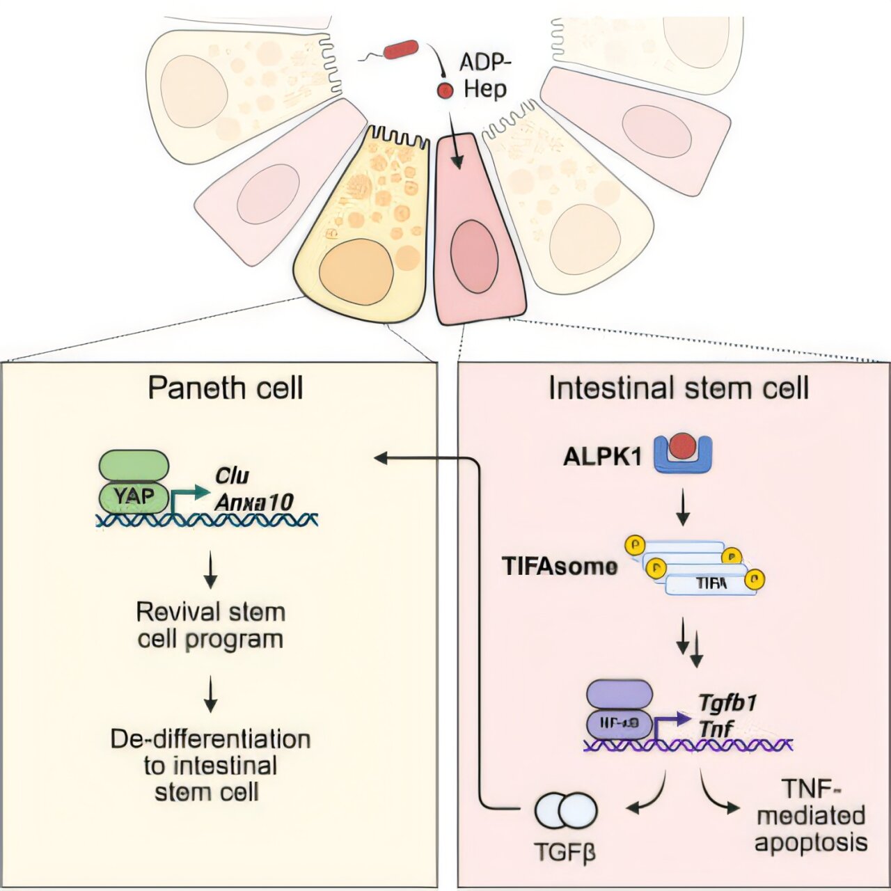 How bacteria-made sugar triggers intestinal stem cell regeneration