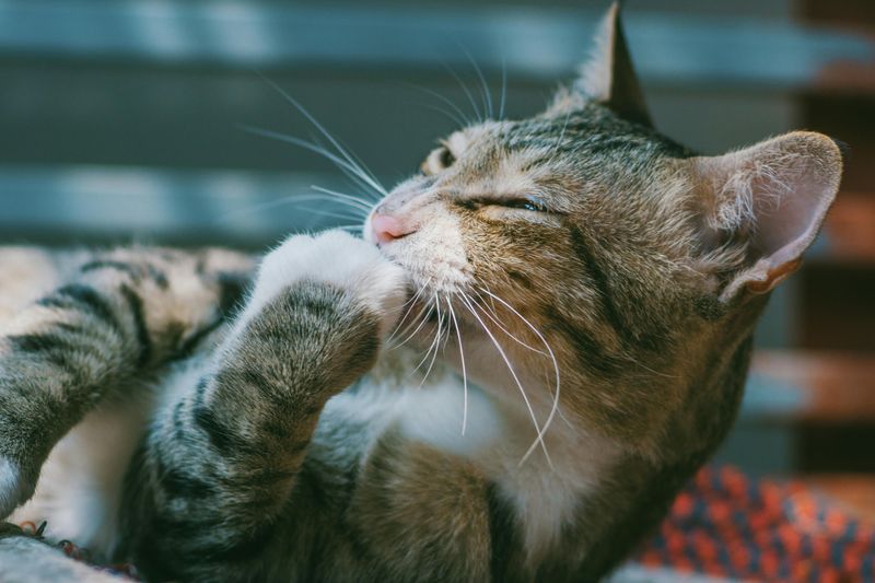 Subtle Signs That Your Cat Needs You More Than You Think