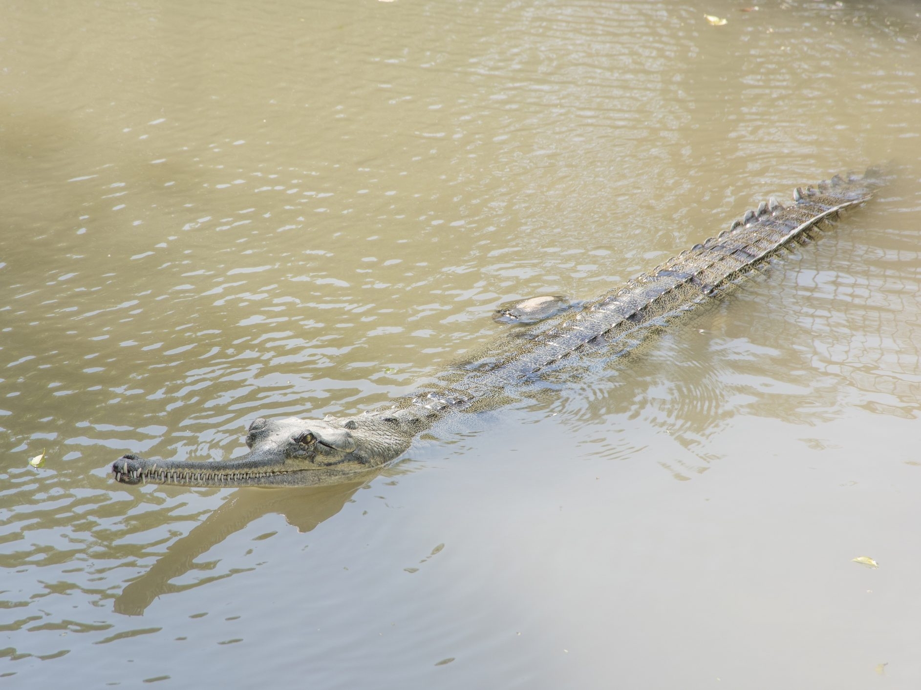 Crocodile attacks kill mother of three, teenaged girl in India