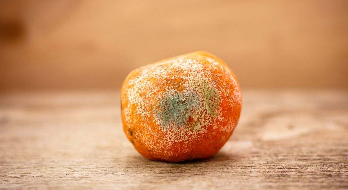 Una fruta con moho en un cubo de agua: el truco sencillo con el que ...