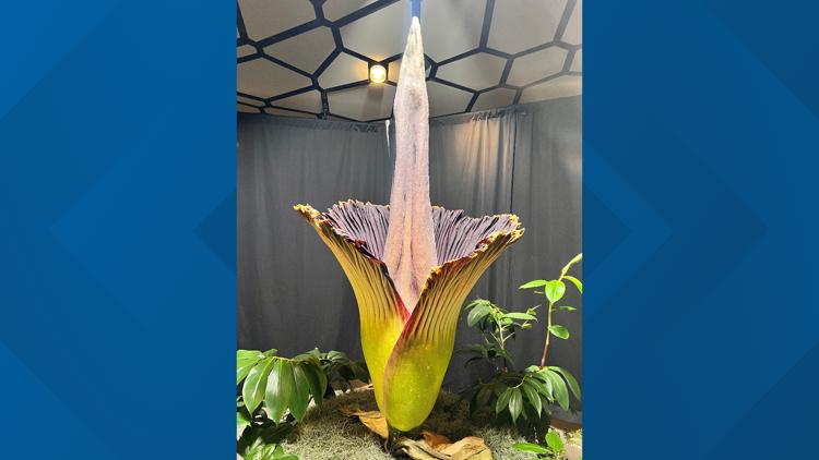 Corpse flower blooming at Amazon Spheres in Seattle