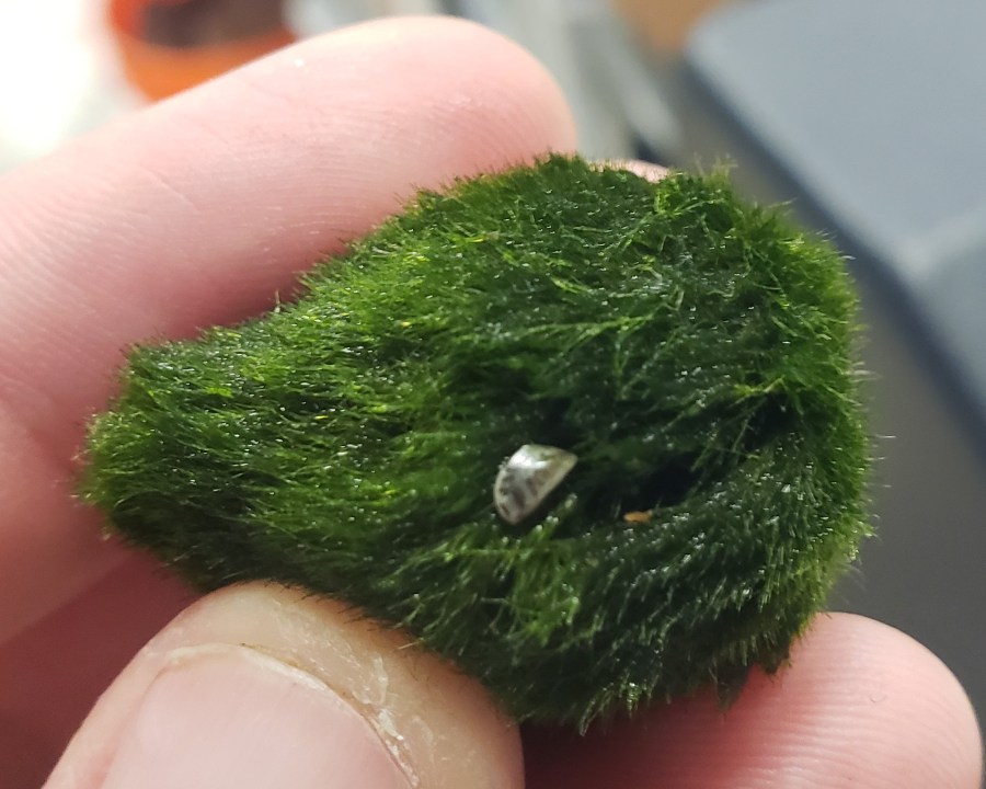 TPWD reports invasive zebra mussels detected in Fort Phantom Hill Lake