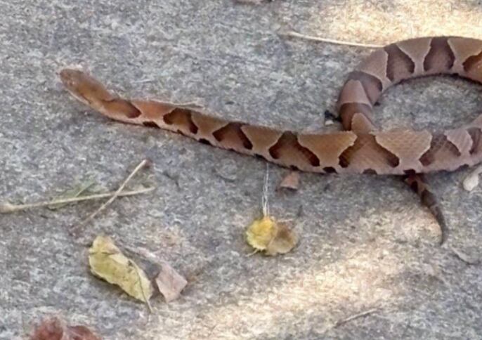 Former KY3 anchor bitten by copperhead snake
