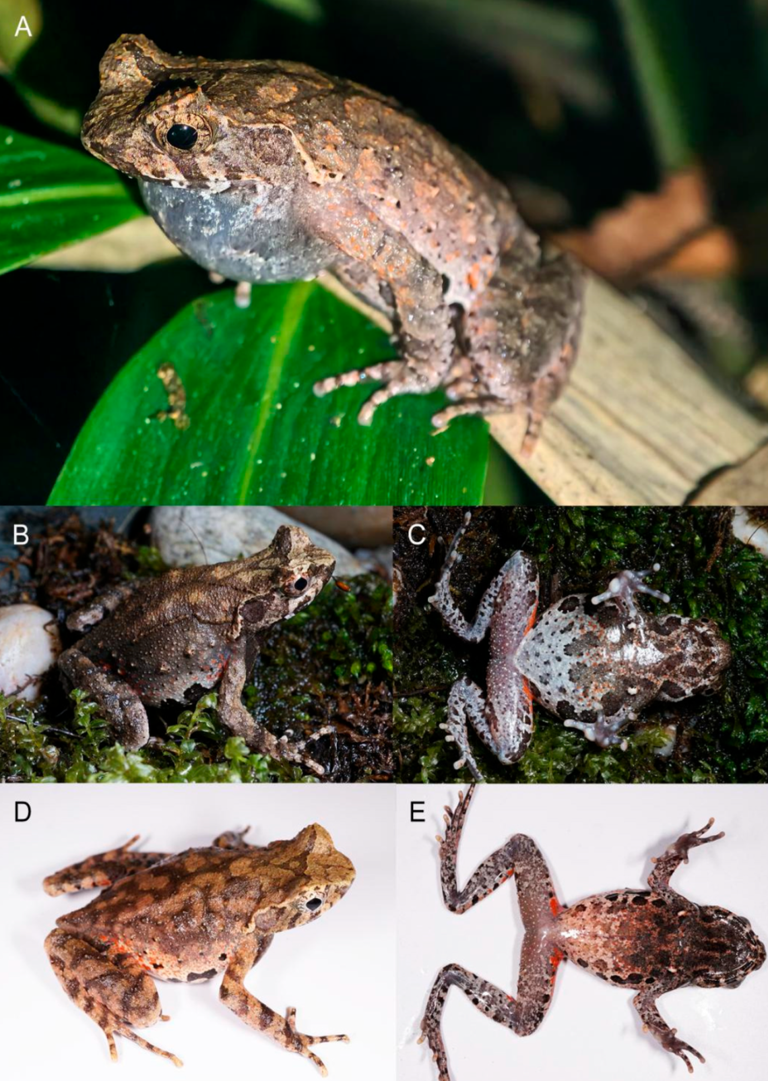 ‘Horned' creature hiding in plain sight on sacred China mountain is new ...