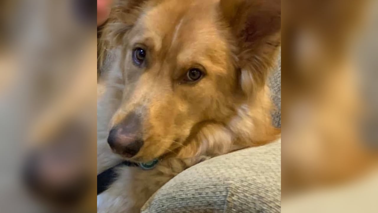 Woman whose dog died of heat-stroke in vehicle pleads guilty to animal ...