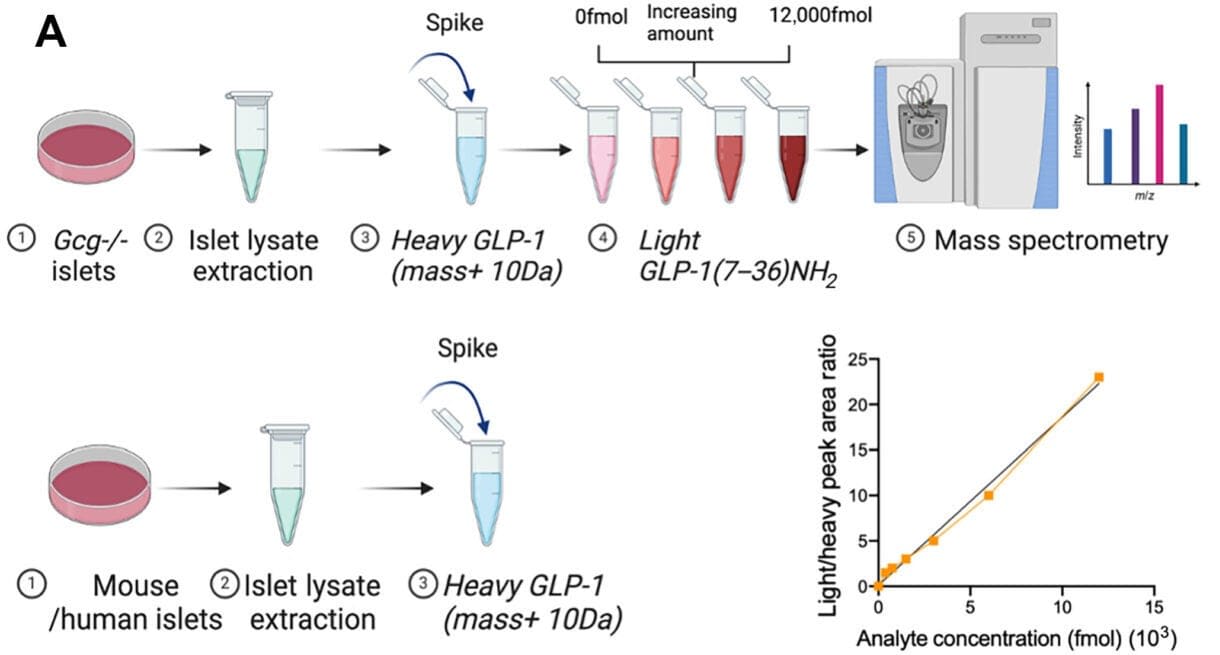 Alpha cells produce GLP-1, like Ozempic drugs, study finds