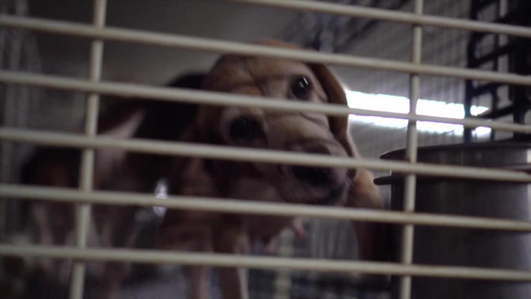 Wisconsin dog breeder rejects $55K fine; disputes animal welfare violations