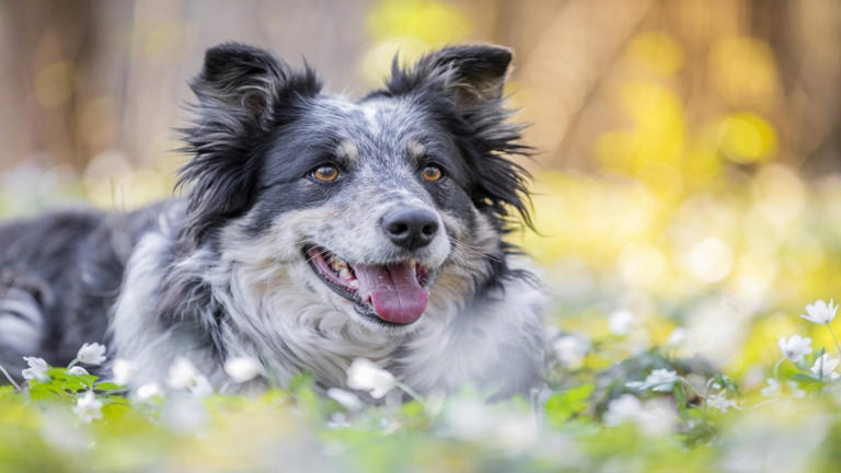 4 Types of Collie Dog Breeds That Will Be Your Forever Best Friend ...