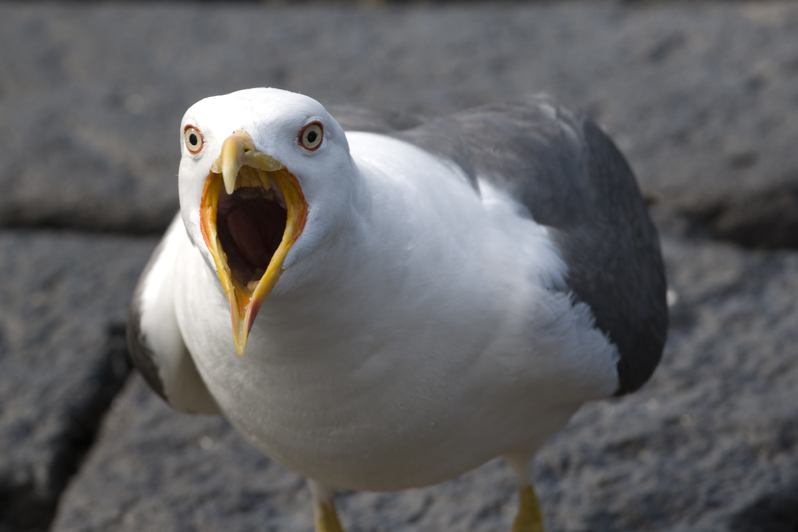 Seagull 'mass slaughter' ruled out as SNP ridiculed for 'googly eyes ...