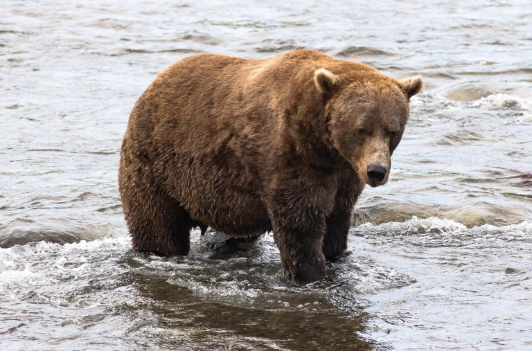 It's the Fat Bear Week finals. Will this be the year 32 Chunk finally wins?