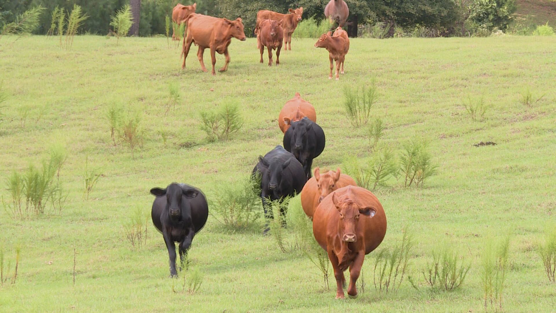 Cattleman’s Association offers incentives to to prevent cattle farmer ...