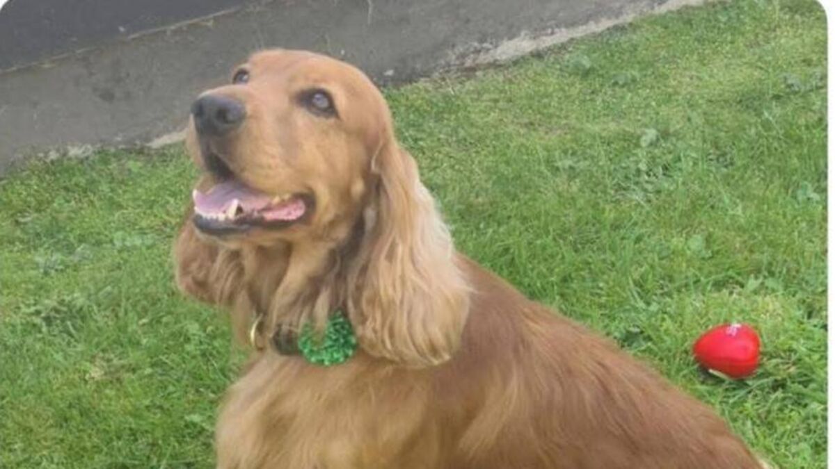 Cocker spaniel Bailey released from Derry prison after public outcry