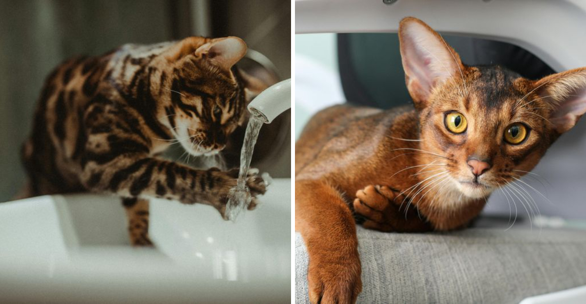 The Origins Of 11 Fascinating Cat Breeds