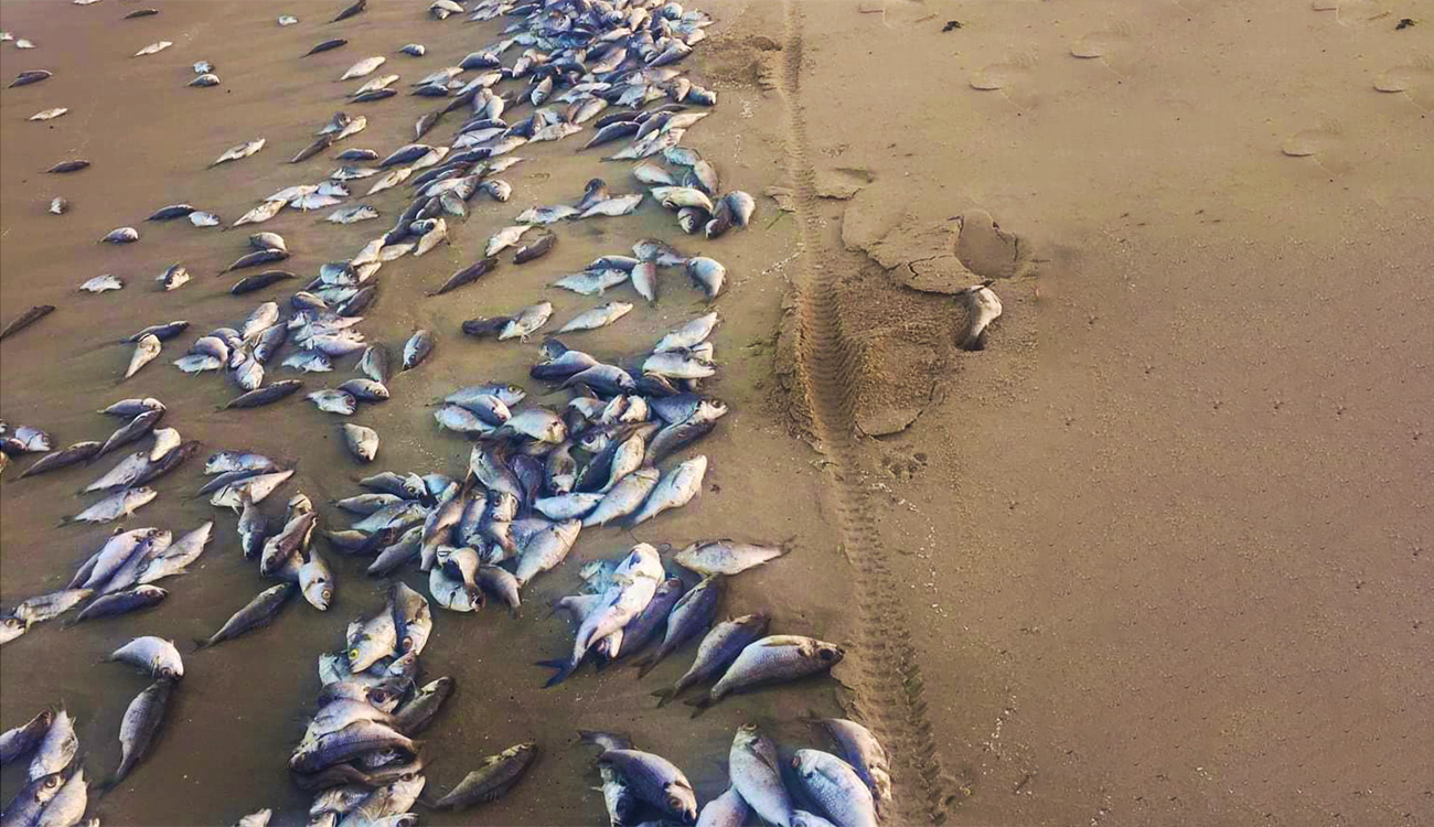 Pollution marine à Soliman : Une mer jaune et des poissons morts sèment ...