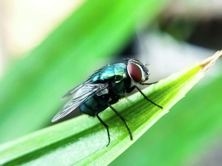 USDA on alert as deadly screwworm inches toward Texas
