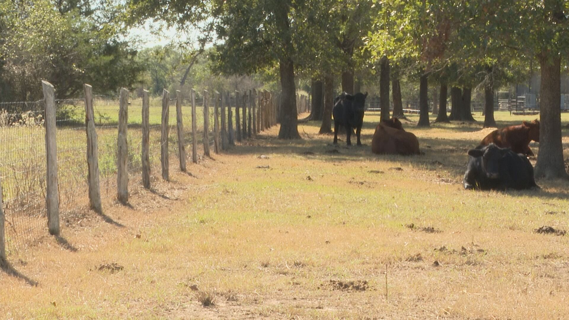 New World screwworm edges closer to U.S.; new case confirmed 70 miles ...