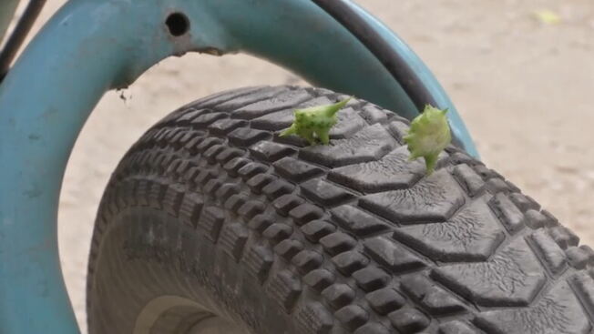 Il tribolo fa "tribolare" i ciclisti romani