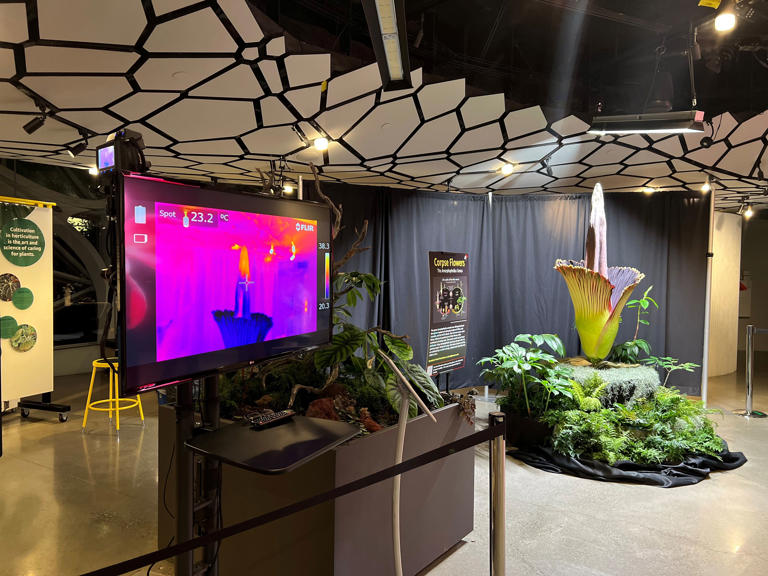 Amazon’s 102-pound corpse flower draws crowds downtown, briefly blooms ...