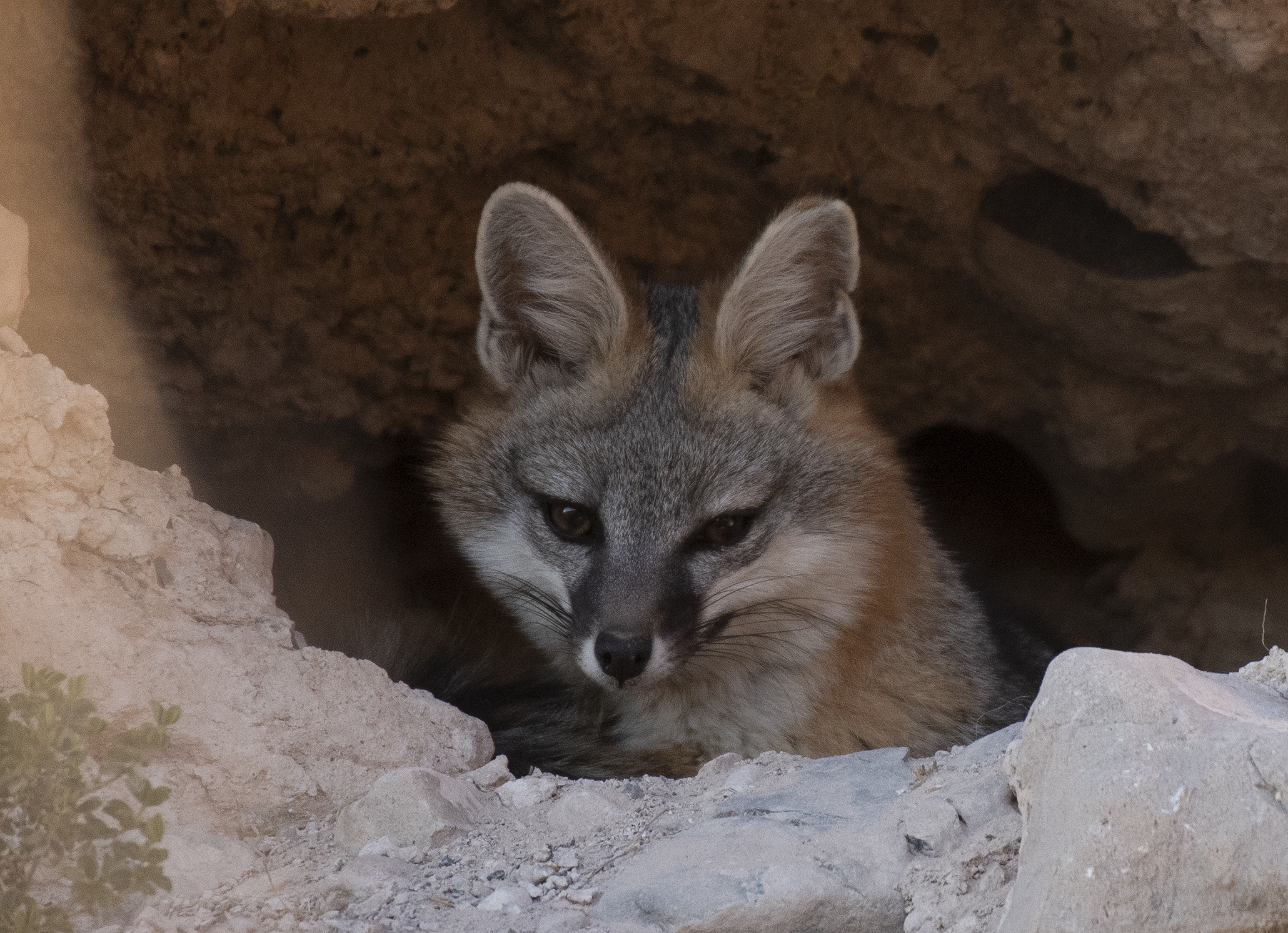 Resler Canyon: 20 years of protection, 20 years of community