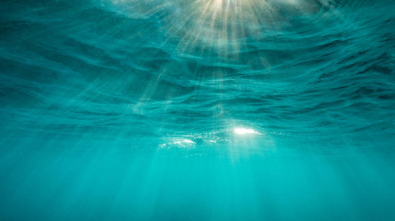The Largest Underwater Creature Recorded In History Is Older Than The ...