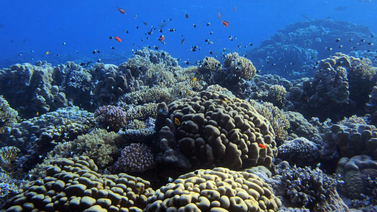 The Largest Underwater Creature Recorded In History Is Older Than The ...