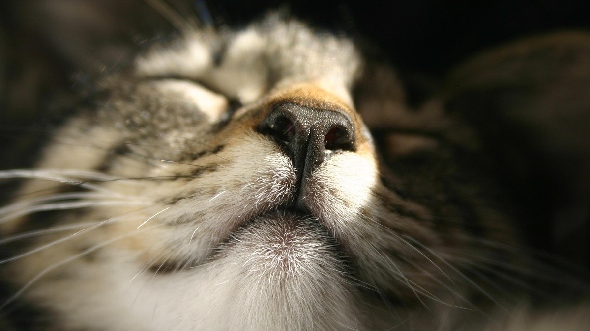 This is how your cat knows who you are without seeing you: 10 interesting facts about the power ...