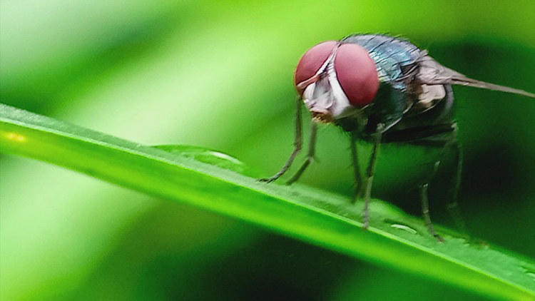 New screwworm case confirmed just 70 miles from Texas border