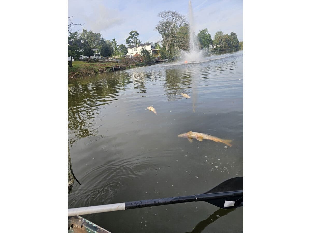 Residents Devastated To See 1,000 Fish Die-Off In Lake Nelson In Piscataway