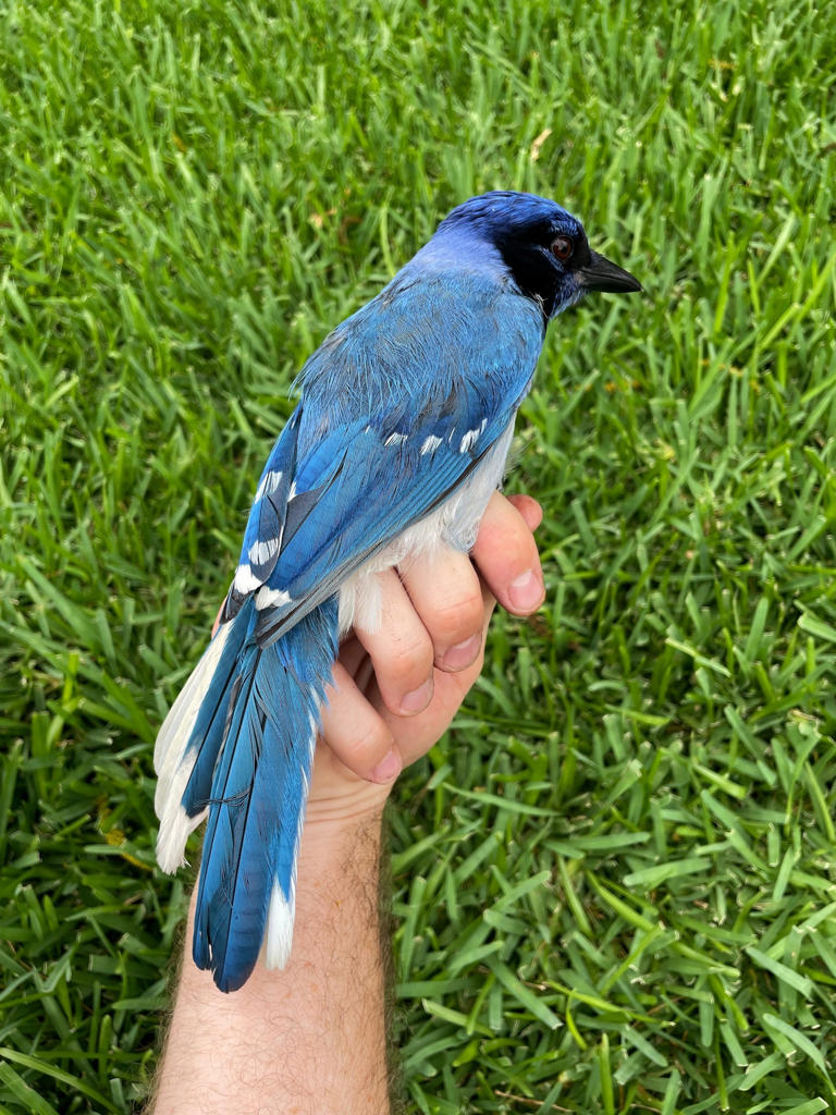 Climate change results in rare hybrid bird between green jay and blue jay