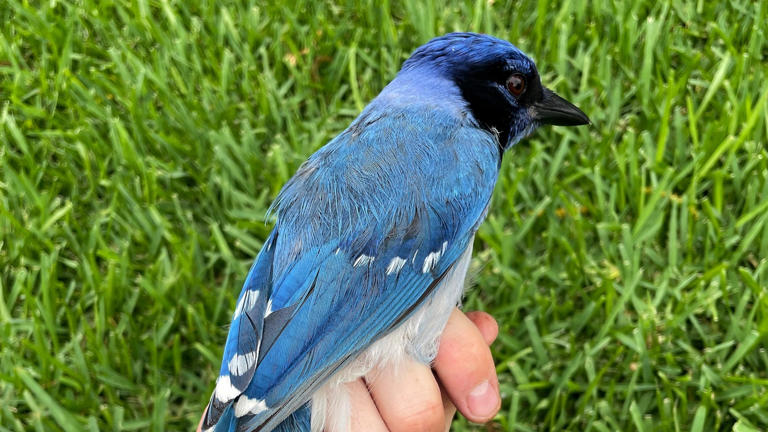 Climate change results in rare hybrid bird between green jay and blue jay