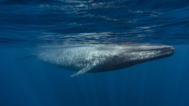 The Largest Underwater Creature Recorded In History Is Older Than The ...