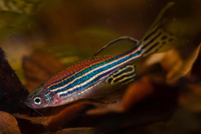 Fish have no necks, yet this ancient balancing trick keeps their heads ...