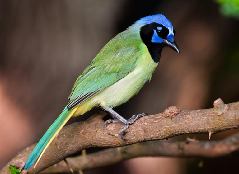 Climate change results in rare hybrid bird between green jay and blue jay